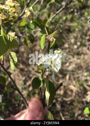 Low Serviceberry (Amelanchier humilis Stock Photo - Alamy