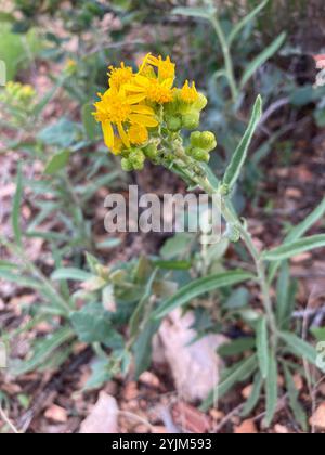 White Mountain Ragwort (Packera cynthioides Stock Photo - Alamy