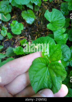 stream violet (Viola glabella Stock Photo - Alamy