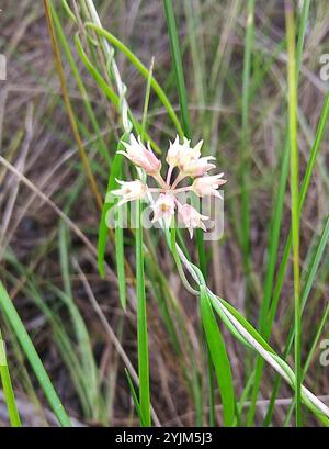 Gulf Coast Swallow-wort (Pattalias paluster Stock Photo - Alamy