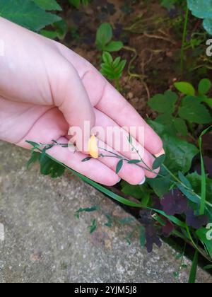 Common Knotgrass Complex (Polygonum aviculare Stock Photo - Alamy