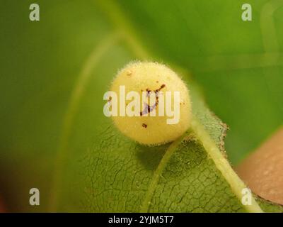 Hickory Fuzzy Ginger Jar Gall Midge (Caryomyia cilidolium Stock Photo ...