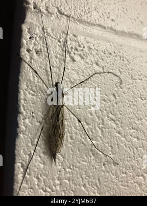 Giant Crane Fly, Tipula abdominalis, very large insect on siding of ...