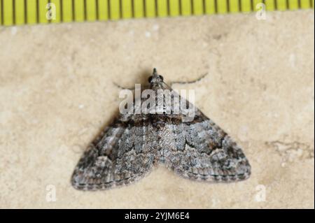 Apple Looper (Phrissogonus laticostata Stock Photo - Alamy