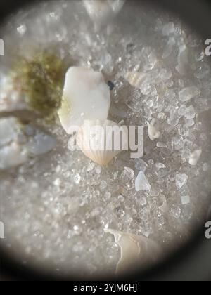 Three-tooth Carditid (Pleuromeris tridentata Stock Photo - Alamy