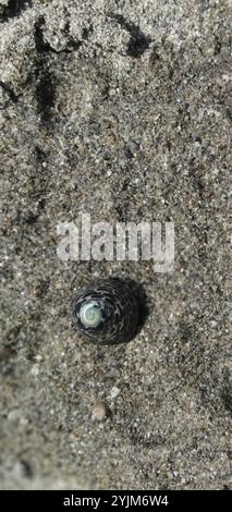 Turbinate Monodont (Phorcus turbinatus Stock Photo - Alamy