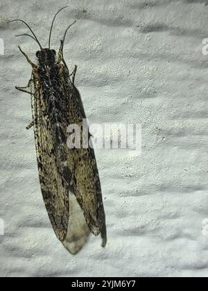 Giant Lacewing (Polystoechotes punctata Stock Photo - Alamy
