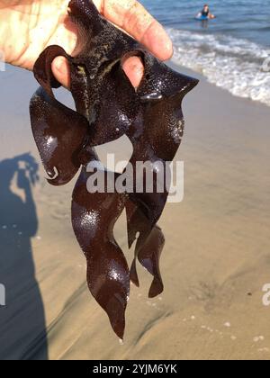 Iridescent Algae (Mazzaella Stock Photo - Alamy