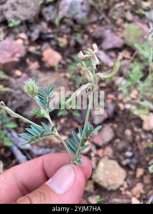 (Astragalus humistratus humistratus Stock Photo - Alamy
