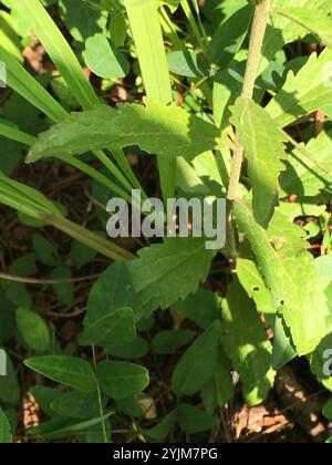 white boneset (Eupatorium album Stock Photo - Alamy