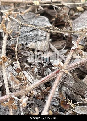 Pony Ants (Rhytidoponera Stock Photo - Alamy