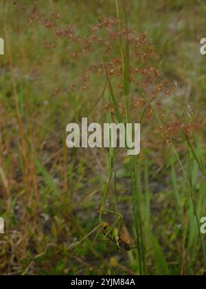 Northern Grass Mantis (Brunneria borealis Stock Photo - Alamy