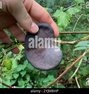 Pacara Earpod Tree (Enterolobium contortisiliquum Stock Photo - Alamy