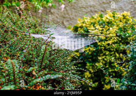 Spider or caterpillar web in the mist spun on a cotoneaster and ...