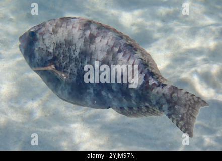 Dotted Parrotfish (Calotomus viridescens Stock Photo - Alamy