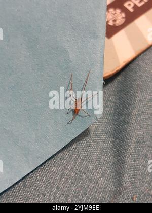 Crevice Weavers (Filistatidae Stock Photo - Alamy