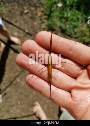 Brown Waterscorpion (Ranatra fusca Stock Photo - Alamy