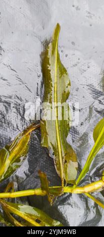 Northern Pondweed (Potamogeton alpinus Stock Photo - Alamy