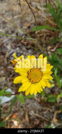 Oregon Gumplant (Grindelia stricta Stock Photo - Alamy