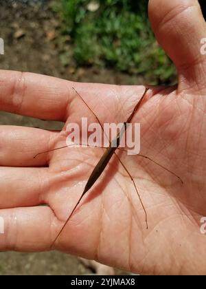 Brown Waterscorpion (Ranatra fusca Stock Photo - Alamy