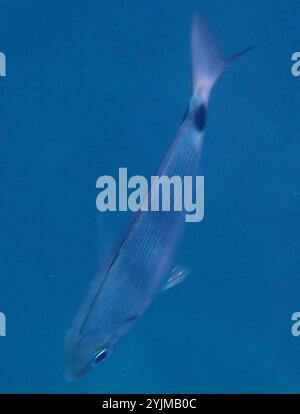 Saddled Seabream (Oblada melanurus Stock Photo - Alamy