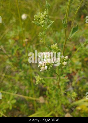 Oregon whitetop aster (Sericocarpus oregonensis Stock Photo - Alamy