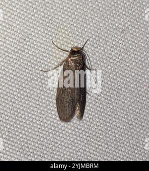 Lesser Wax Moth (Achroia grisella Stock Photo - Alamy