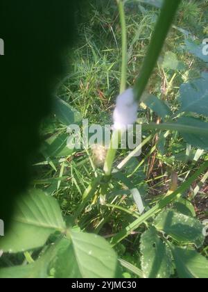 Spittlebugs and Froghoppers (Cercopoidea Stock Photo - Alamy