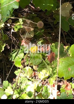 Rosilla (Helenium puberulum Stock Photo - Alamy
