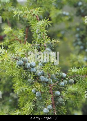 western prickly juniper (Juniperus oxycedrus Stock Photo - Alamy