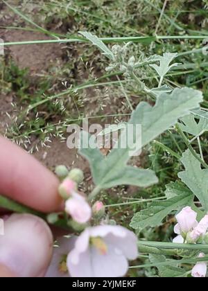 narrowleaf globemallow (Sphaeralcea angustifolia Stock Photo - Alamy