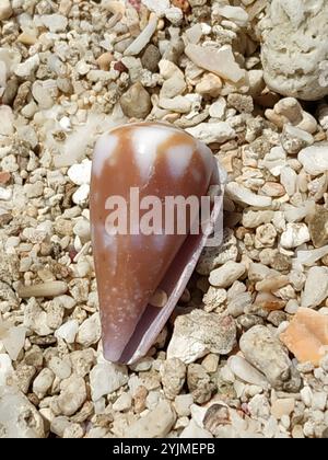 Rat Cone (Conus rattus Stock Photo - Alamy