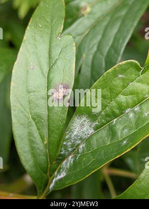 Peony Powdery Mildew (Erysiphe paeoniae) Fungi Stock Photo - Alamy