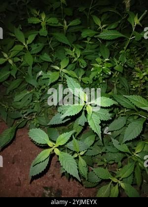 northern bugleweed (Lycopus uniflorus Stock Photo - Alamy