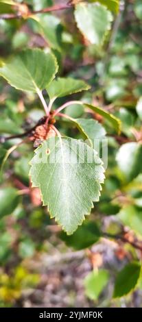northern birch (Betula pubescens pumila Stock Photo - Alamy