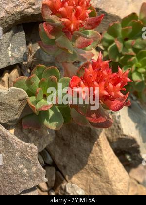 western roseroot (Rhodiola integrifolia Stock Photo - Alamy