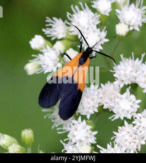 Black and yellow lichen moth (Lycomorpha pholus Stock Photo - Alamy