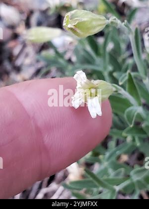 Douglas' Catchfly (Silene douglasii Stock Photo - Alamy