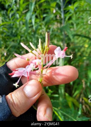 biennial beeblossom (Oenothera gaura Stock Photo - Alamy