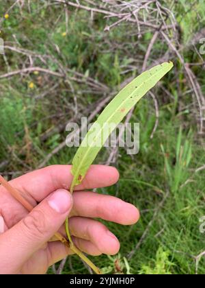 golden dock (Rumex fueginus Stock Photo - Alamy