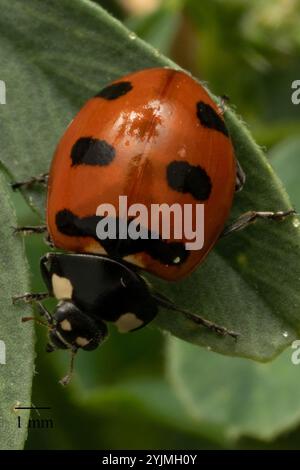 Transverse Lady Beetle (Coccinella transversoguttata Stock Photo - Alamy