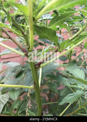 Palmer's Amaranth (Amaranthus palmeri Stock Photo - Alamy