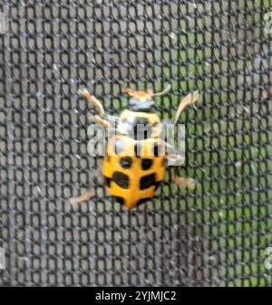 Thirteen-spotted Lady Beetle (Hippodamia tredecimpunctata) Insecta ...