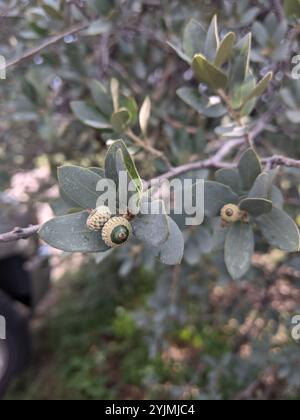 gray oak (Quercus grisea Stock Photo - Alamy