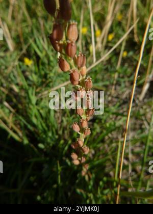 common arrowgrass (Triglochin maritima Stock Photo - Alamy