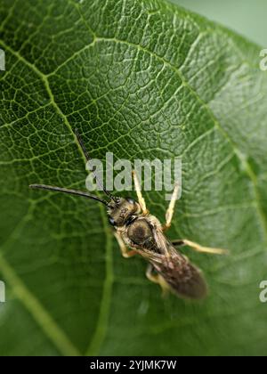 Confusing Furrow Bee (Halictus confusus Stock Photo - Alamy