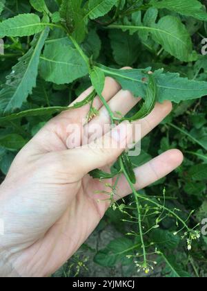 Amphibious Yellowcress (Rorippa amphibia Stock Photo - Alamy