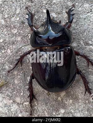 Smooth Ox Beetle (Strategus antaeus Stock Photo - Alamy