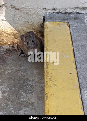 Big-eared Woodrat (Neotoma macrotis Stock Photo - Alamy