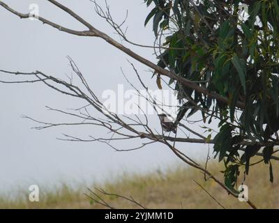 White-banded Mockingbird (Mimus triurus Stock Photo - Alamy